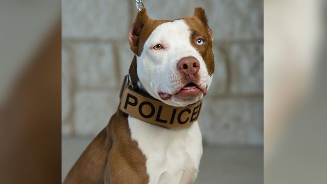 Pit bull pup debuts as police dog in Kansas | WSB-TV