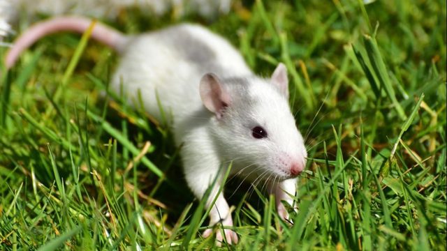 Colorado officials rescue more than 80 tame rats left out in cold | KIRO-TV
