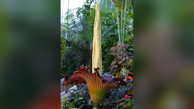 Watch live: Corpse flower blooms | WSB-TV
