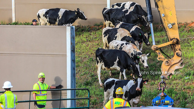 Truck carrying cows tips over, snarls traffic | WFTV