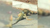 Iguana fight! Viral video captures angry lizards dueling outside ...