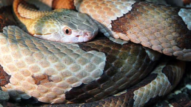 Copperhead snake bites Alabama girl swimming in pool | WSB-TV