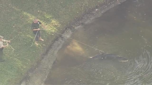 GATOR ATTACK FLORIDA: 'There is a gator eating a man!' 911 calls ...