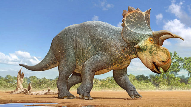 New 11-foot-long, horned dinosaur discovered in southwestern U.S. | WSB-TV