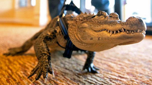 Emotional support alligator visits senior home, is just like a dog ...