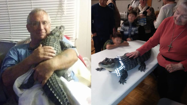 Emotional support alligator visits senior home, is just like a dog ...