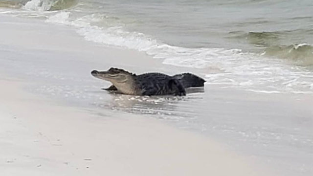 LOOK: Gator relaxes on Florida beach in viral photos | WSB-TV