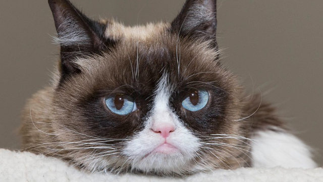 GRUMPY CAT DEAD: The star of Internet's favorite meme, Grumpy Cat, has ...
