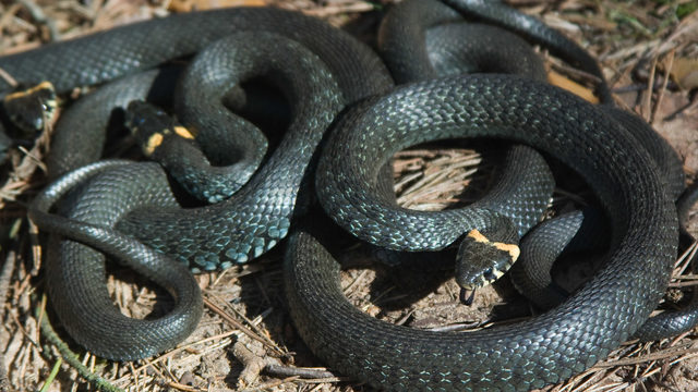 8-foot black snake patrolling Pennsylvania cemetery, officials say ...