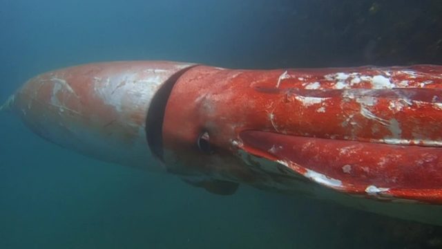 Researchers capture video of giant squid in Gulf of Mexico | WFTV