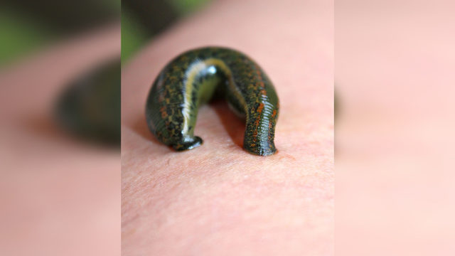 New species of leech with 3 jaws, almost 60 teeth found in Maryland ...