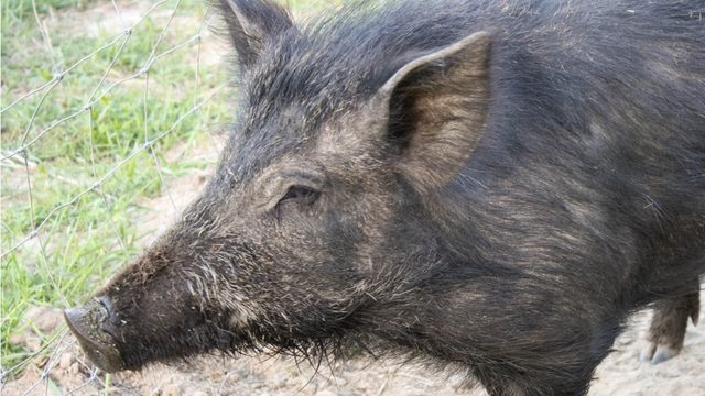 Big pig: 400-pound feral hog captured on golf course near San Antonio ...